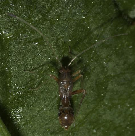 Bug Nymph Missing A Leg Paraxenetus Guttulatus Bugguide Net