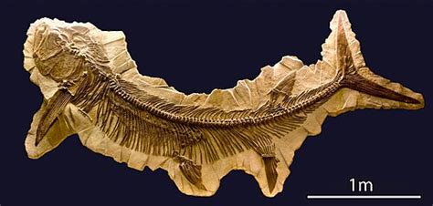 Xiphactinus Wikiwand