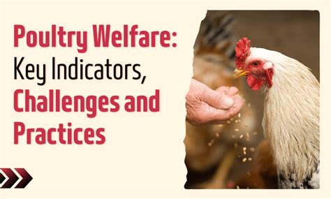 Poultry Welfare Key Indicators Challenges And Practices Sr Publications