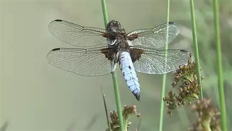 Red Lips Sensual Plesuring Webcamgirls Want Sex Xhamster