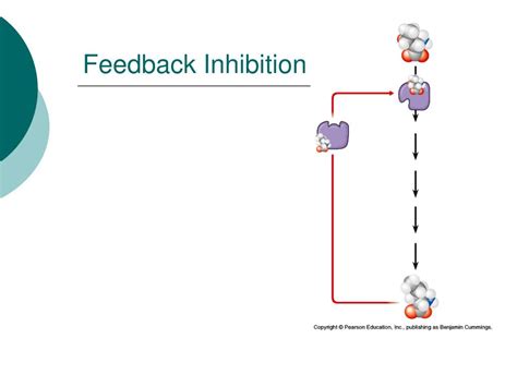 Feedback Inhibition Definition Example And A Brief