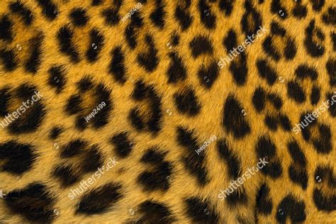 Jaguar Leopard And Ocelot Skin Texture A Close Up Of A Cheetah Skin