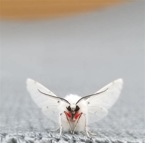 She Posed So Sweetly For Me I Believe This Is A Tiger Moth Pnw R