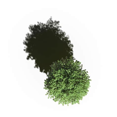 Premium Photo Tree With A Shadow Under It Top View Isolated On