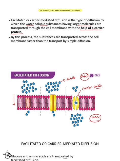Introduction Of General Physiology Part 3 Pdf Cell Membrane Diffusion