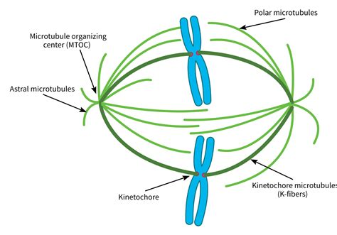 Aster Cell Biology Wikipedia