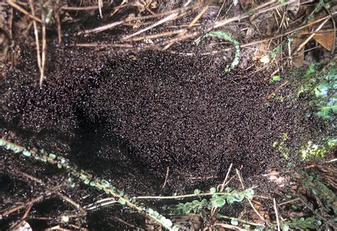 Migrating Army Ants Stock Image C0109526 Science Photo Library