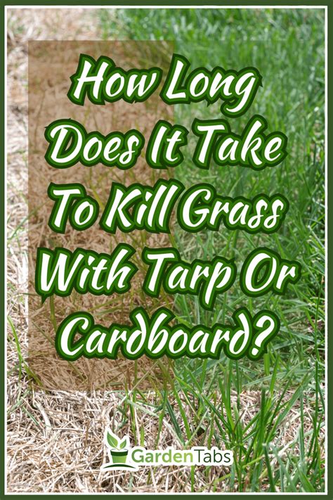 How Long Does It Take To Kill Grass With Tarp Or Cardboard