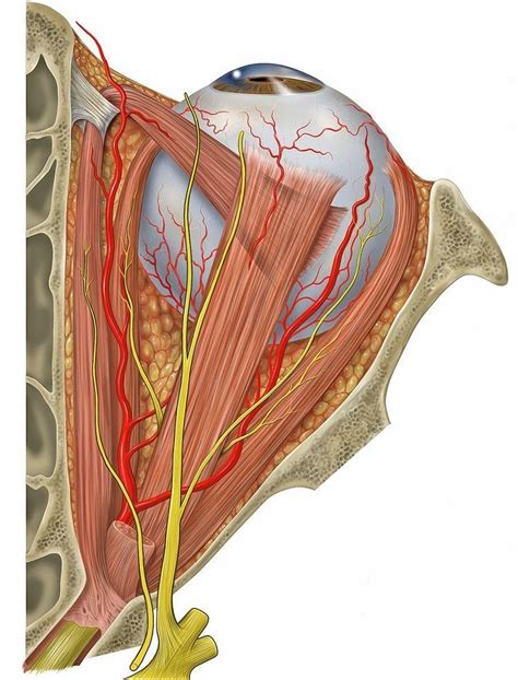 Superior Rectus Muscle Alchetron The Free Social Encyclopedia