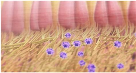 33 Olfactory And Gustatory Systems Flashcards Quizlet