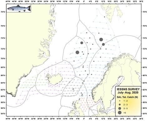 Catches Of Salmon At Surface Trawl Stations During Iessns 2020