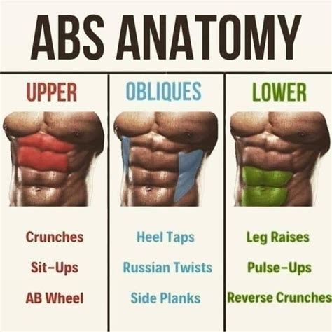 Abs Anatomy Chart A Comprehensive Guide