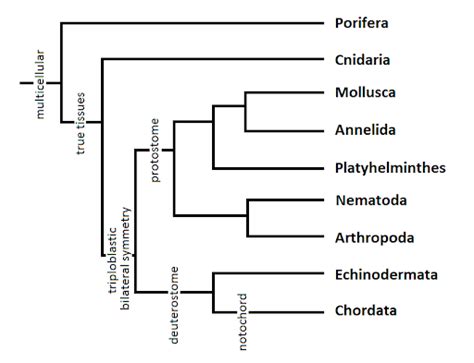 Biology 2 Exam 2 Diagram Quizlet