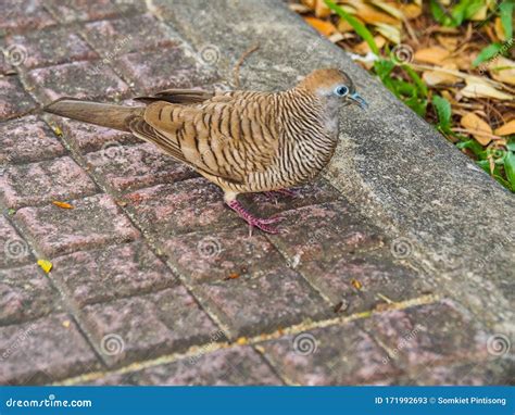 Java Dove Is Having Sunbathing Stock Image Image Of Environment Blue 171992693