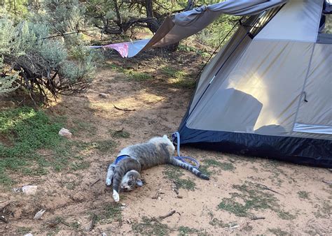 Navajo National Monument Sunset View Campground Camping The Dyrt