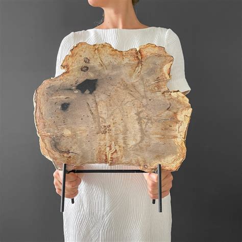 C Grote Schijf Van Versteend Hout Op Standaard Hout Catawiki