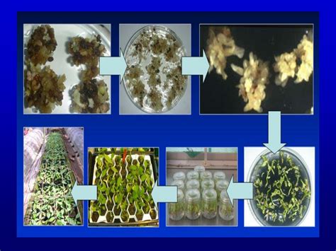 Plant Tissue Culture Ppt Free Power Point Template Ppt Template