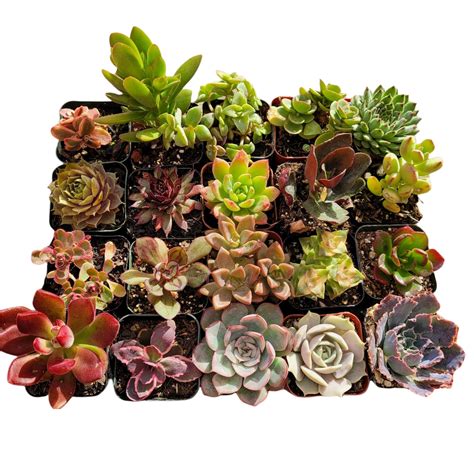 Assorted Succulent Set In 2 Pots Succulent Plant Etsy