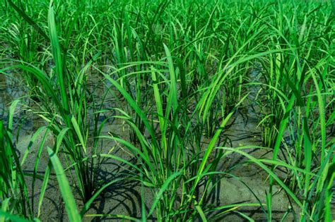 稻稻田叶子田地绿色特写风景农业清新自然界的状态