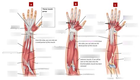 Anterior Forearm Diagram Quizlet