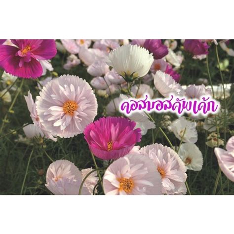 เมล็ดดอกคอสมอส คอคอสมอสคัพเค้ก คละสี Shopee Thailand