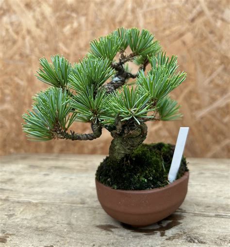 Yahooオークション 五葉松ミニ小品 宝来 葉性抜群