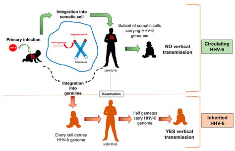 The U94 Gene Of Human Herpesvirus 6 A Narrative Review Of Its Role And