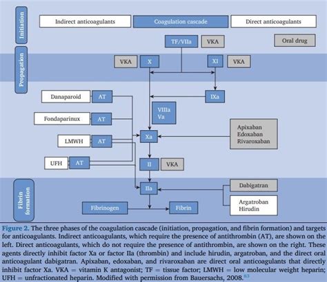 Vascular Mind The Three Phases Of The Coagulation Cascade And Targets For Anticoagulants