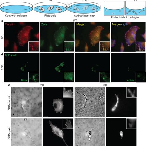 Pdf A Distinctive Role For Focal Adhesion Proteins In Three