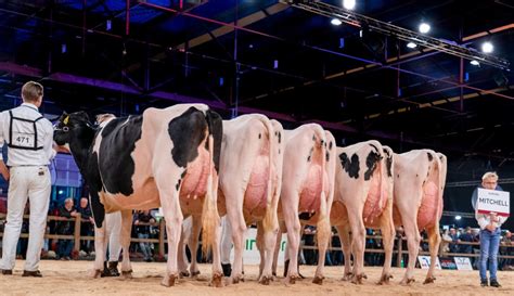 Stierenkaart Aurora Mitchell K I Samen