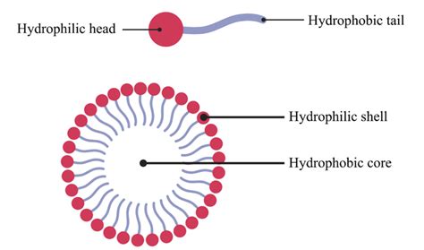 Labelled Structure Of A Micelle Download Scientific Diagram