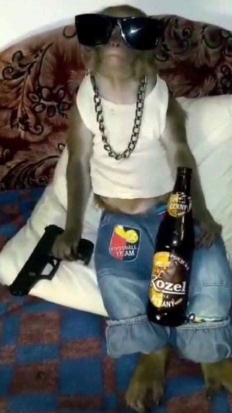 Chat With Drip Monkey Enjoy Free Ai Character Voice Chat Talkie Ai