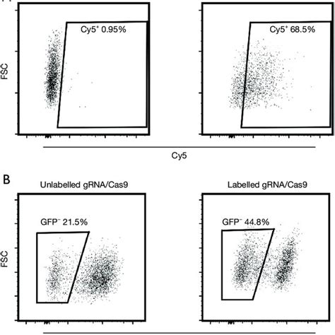 Crispr Cas9 Rnp Reveals Higher Viability A B Electroporated Mv4 11