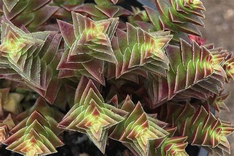 40 Crassula Lower Classifications With Pictures Succulent Alley
