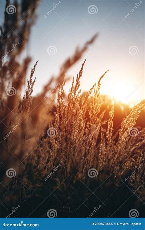 Beautiful Dry Grass Or Cereal Crops In Field Waving Under Wind At
