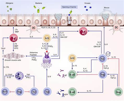 Type 2 Immunity In The Skin And Lungs Akdis 2020 Allergy Wiley