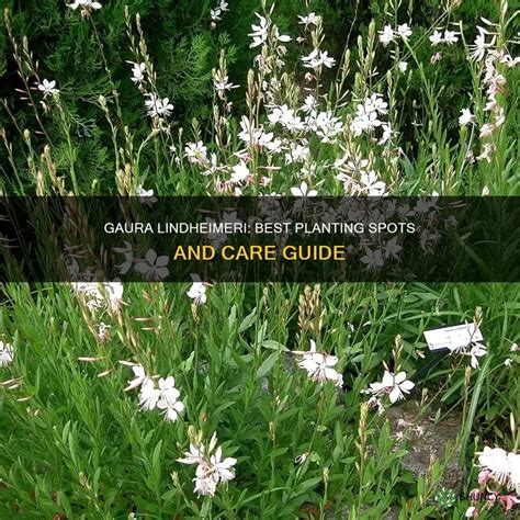 Gaura Lindheimeri Best Planting Spots And Care Guide Shuncy