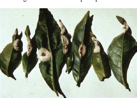 Figure 2 From A Survey On Tea Plant Disease Prediction For Blister