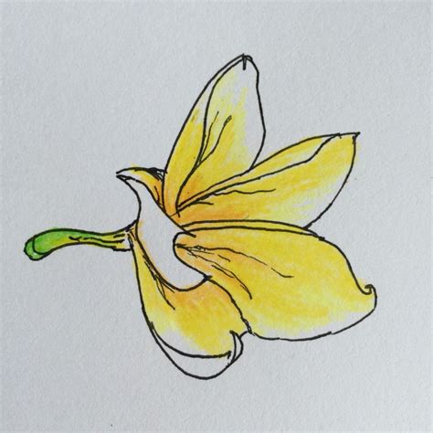 Gambar Bunga Kamboja