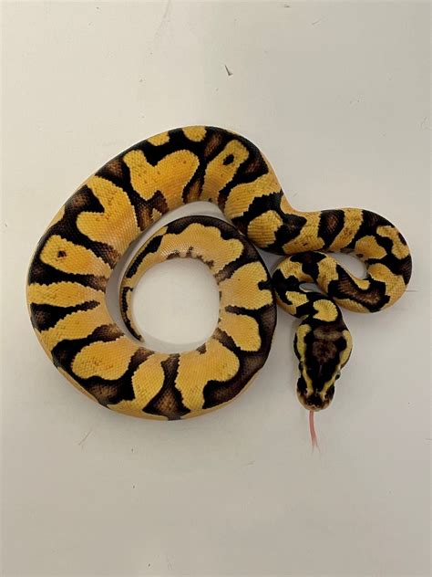 Pastel Enchi Yellow Belly Ball Python By Brandonjames Ball Pythons Morphmarket