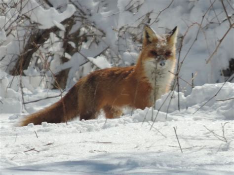 Jigsaw Puzzle Female Red Fox 63 Pieces Jigidi Jigsaw Puzzle Female Red Fox 63 Pieces Jigidi