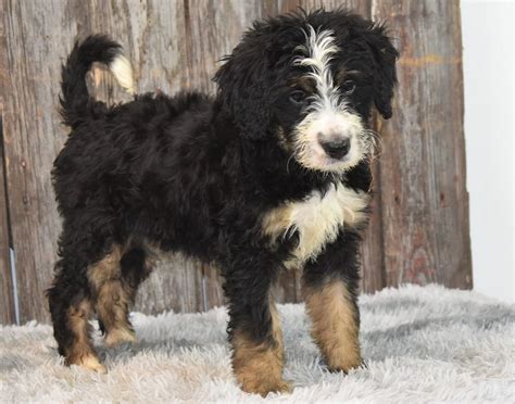 Cockapoo Puppies For Sale Mini Aussiedoodle For Sale In Manitoba