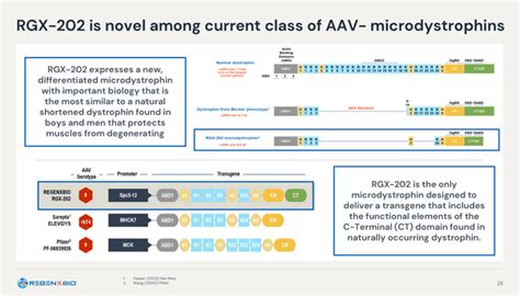 Beyond Elevidys Unveiling The Competitive Landscape Of Duchennes