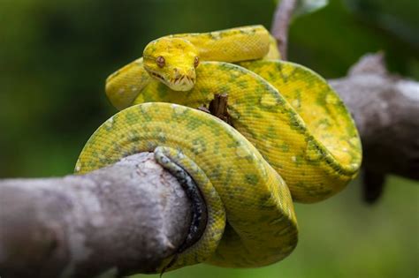 Green Tree Python Morelia Viridis Sur Branche Darbre Serpent Peau Couleur Jaune Photo Premium Green Tree Python Morelia Viridis Sur Branche Darbre Serpent Peau Couleur Jaune Photo Premium