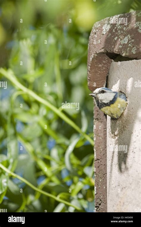 Nesting Box Detail Blue Tit Cyanistes Caeruleus Look Out Animal