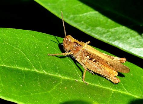 Grasshopper 98in A Bit Of A Rush Today To Upload Photos So Just A