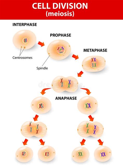 Mitosis Y Meiosis Ilustración Del Vector Ilustración De Muestras 56772039