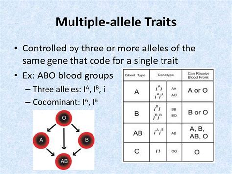 Chapter 12 Inheritance Patterns And Human Genetics Ppt Download