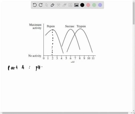 The Following Graph Shows The Curves For Pepsin Sucrase