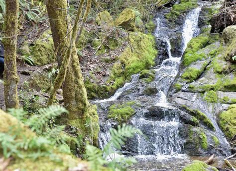 Limpy Botanical Interpretive Loop Visitgrantspass